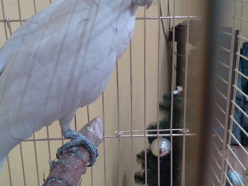 Попугай какаду