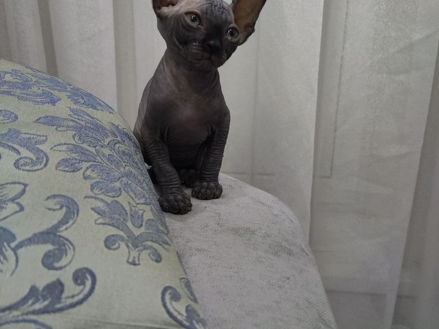 Сфинкс котенок девочка