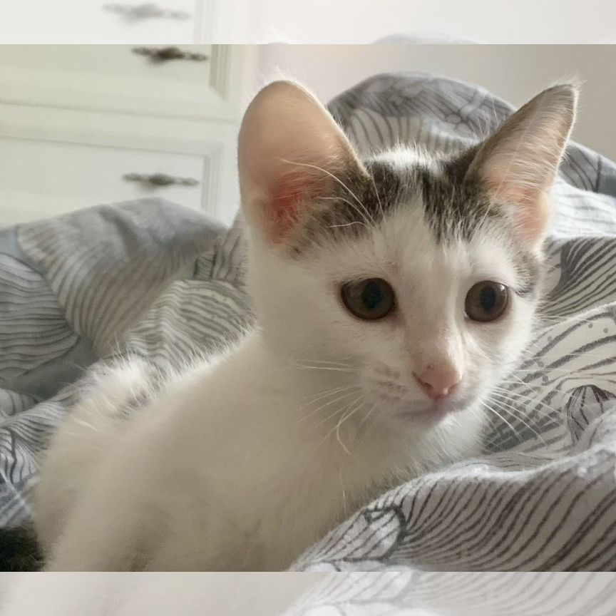 Котенок девочка 2 месяца