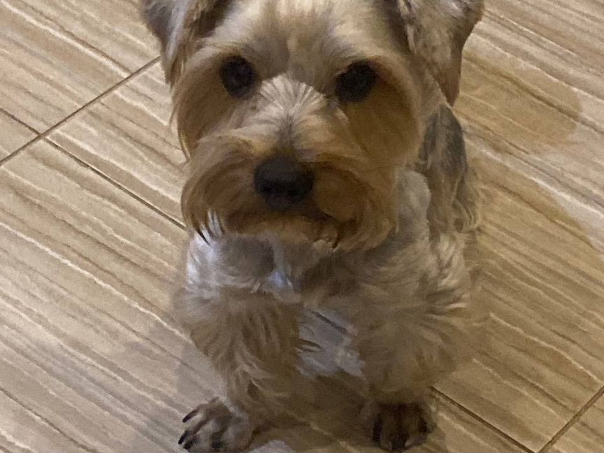 Йоркширский терьер