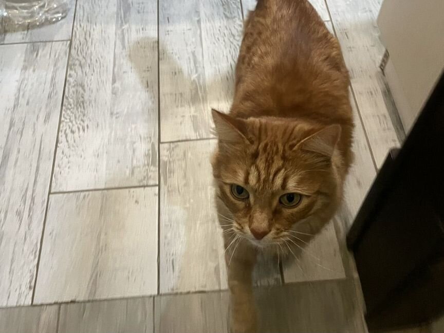 Кот сибирской породы