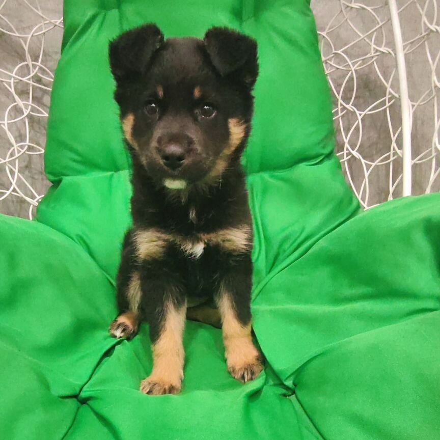 Щенок в добрые руки