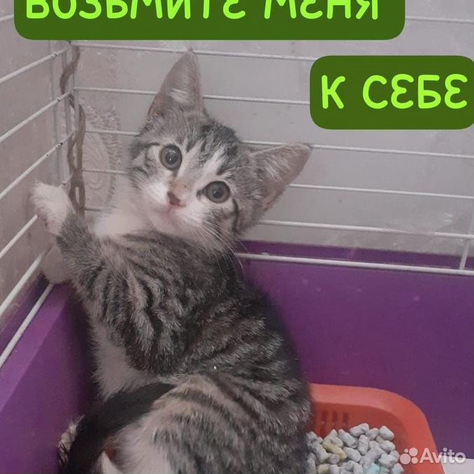 Котёнок тейси, 1.5 мес. серо-дымчатого окраса