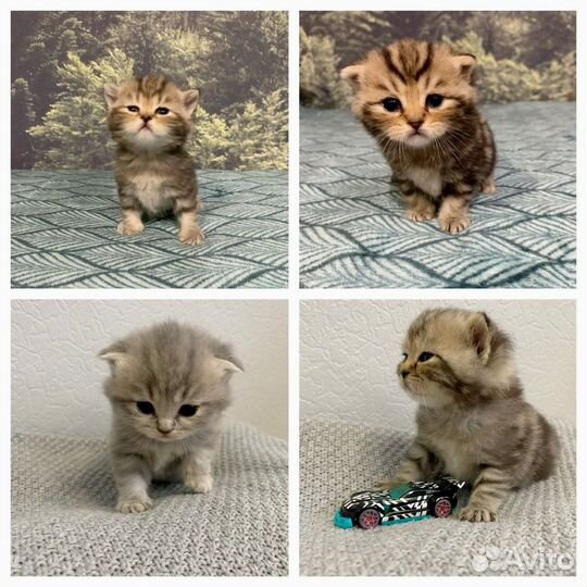 Классные шотландские котята