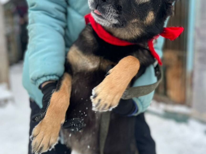 Собака малышка Душа местает найти семью