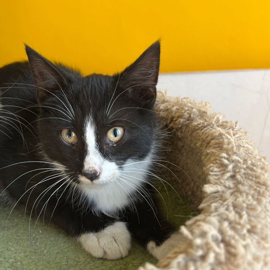 Котята мальчики черно-белые