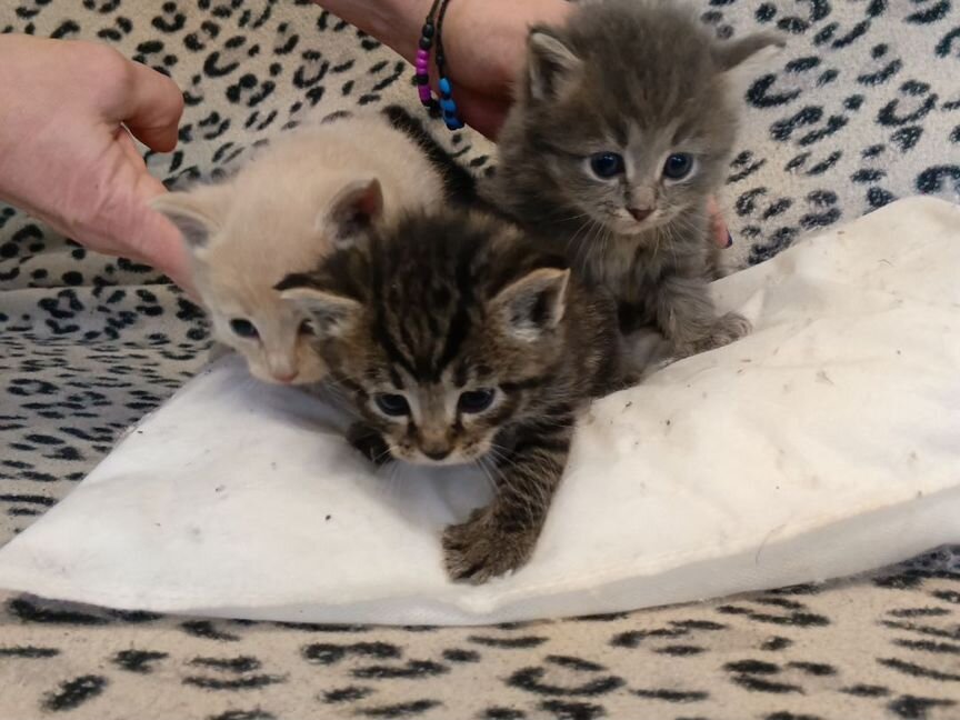 Котята