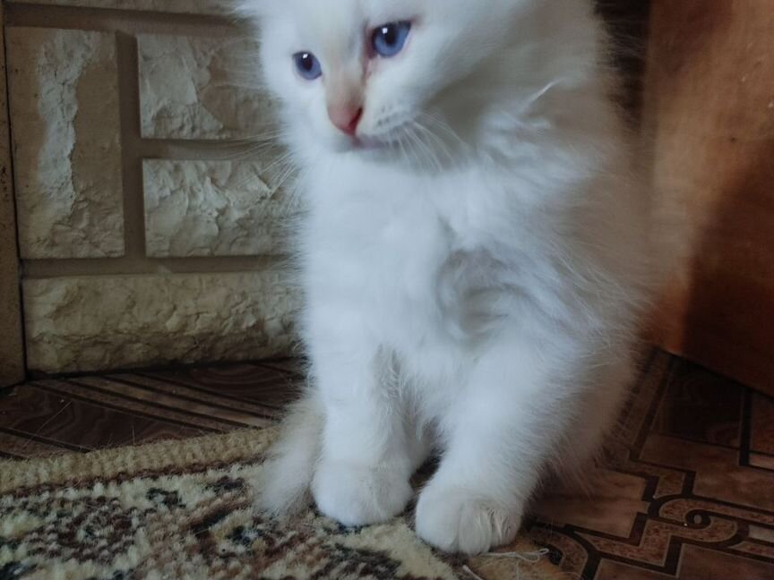 Котята Священной Бирмы