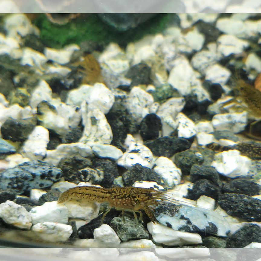 Мраморный рак