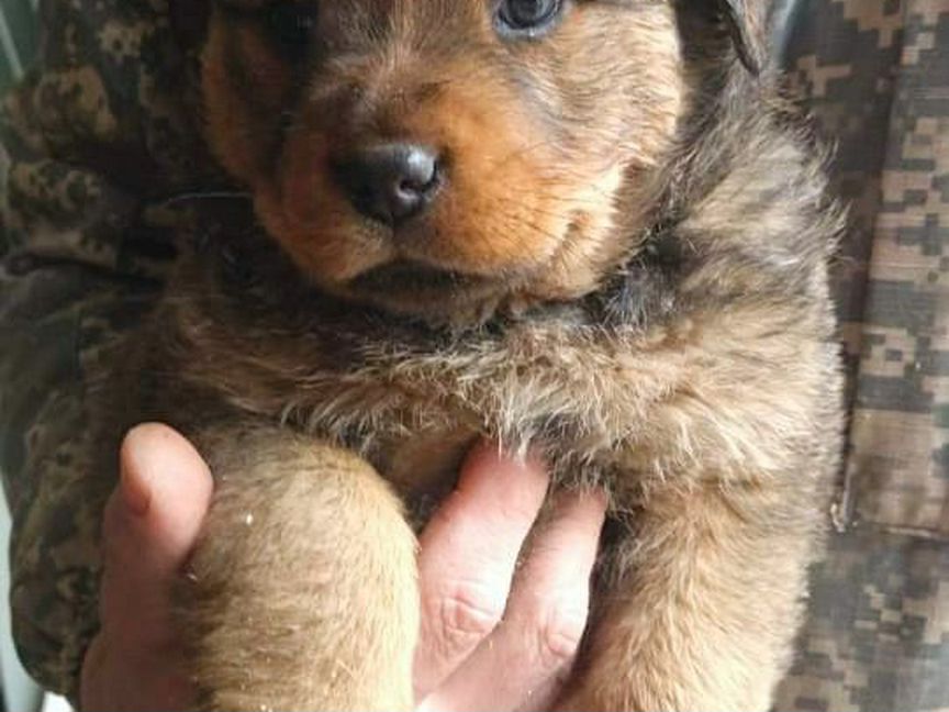 Кутенок девочка