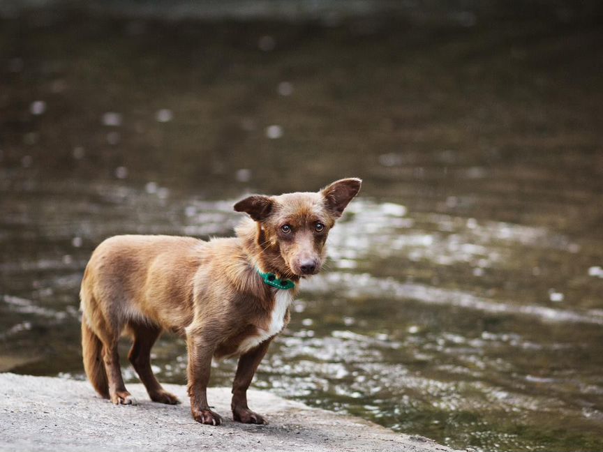 Собака. Злата