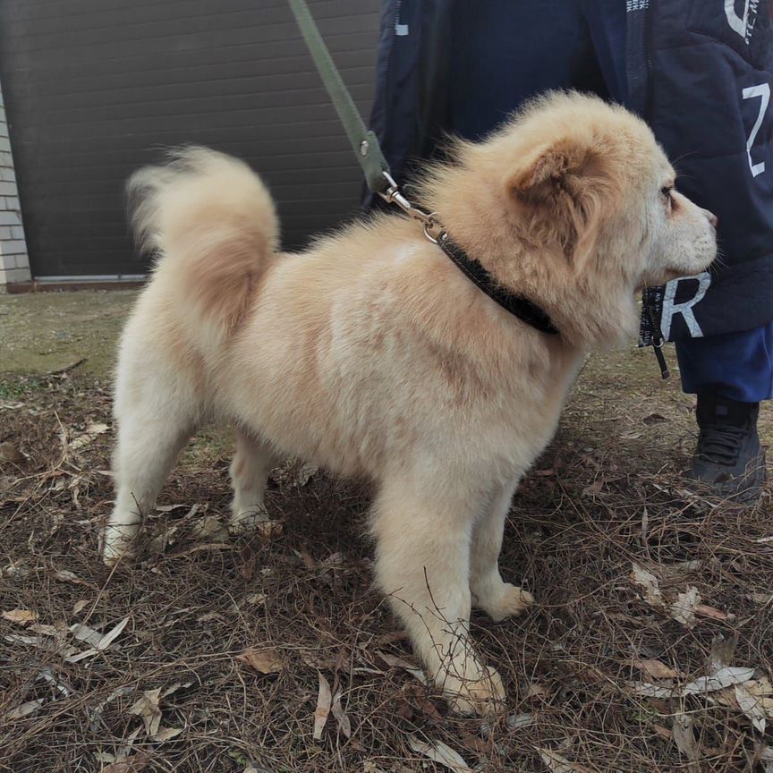 Симочка в руки