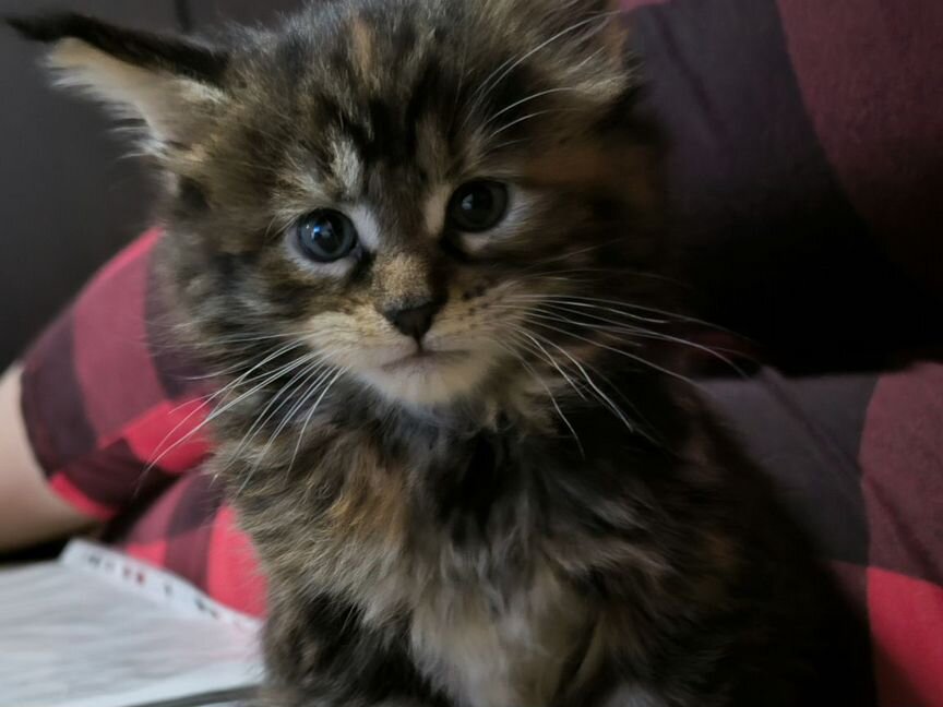 Мейн-кун полидакт котята