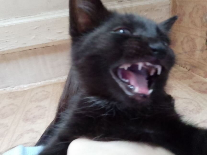 Котенок 2 месяца мальчик