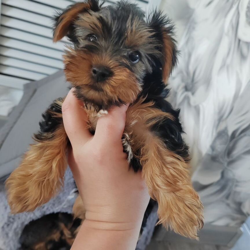 Йоркширский терьер, щенок