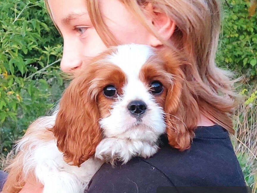 Щенки кавалер кинг чарльз спаниель