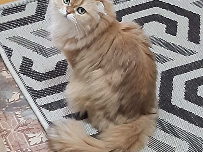 Шотландская кошка Хайленд