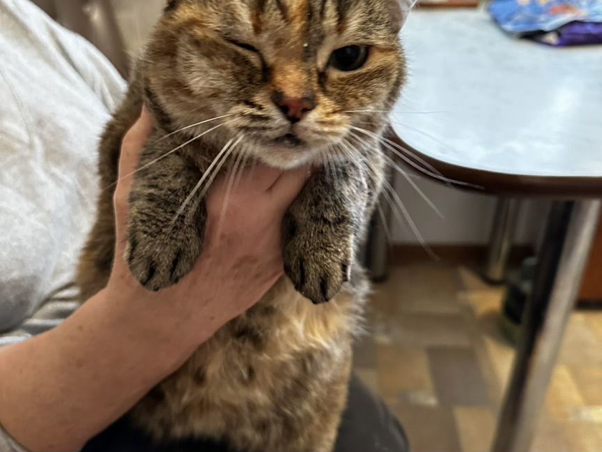 Кошка в дар