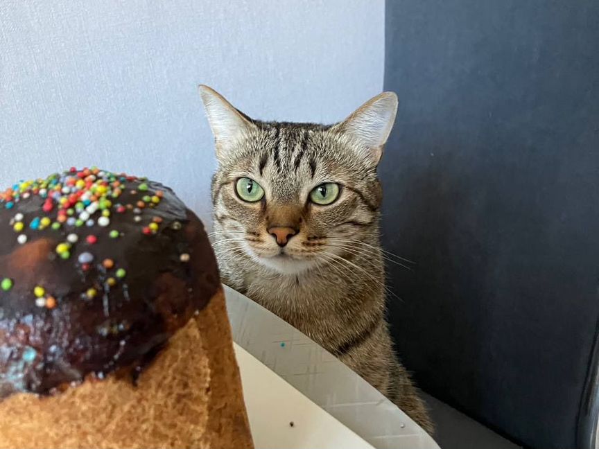 Отдам кота в добрые руки