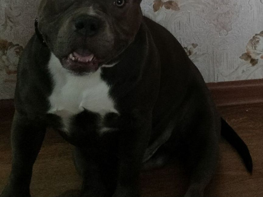 Ам-Булли покет вязка