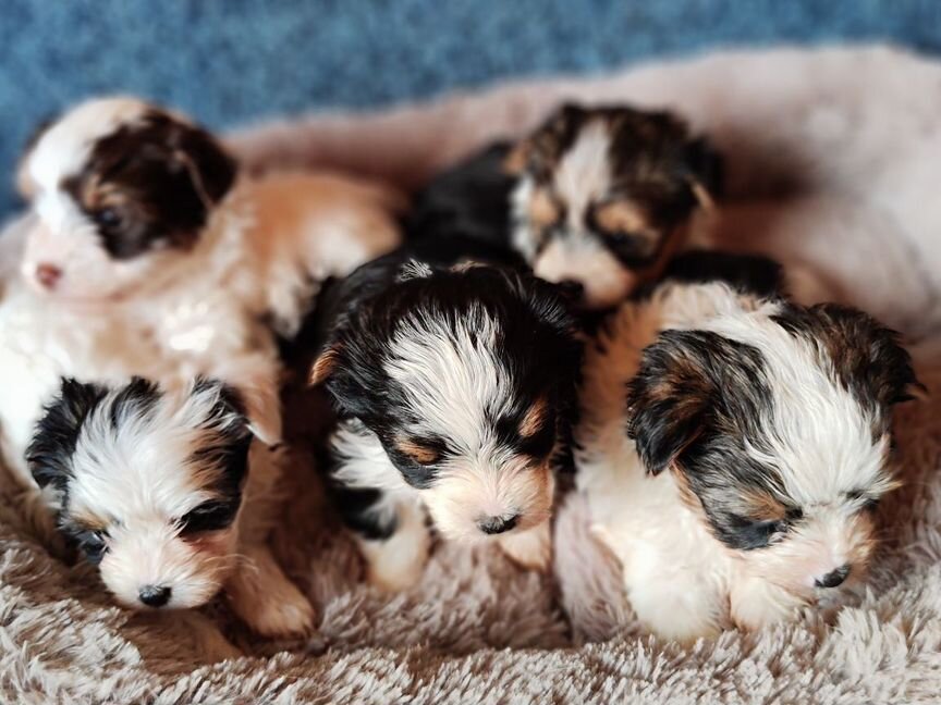 Щенки биро и биверы