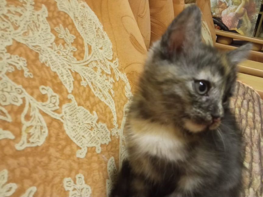 Котенок бирманский в добрые руки