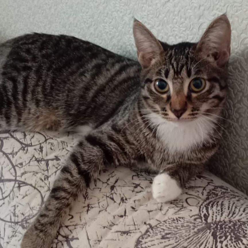 Котёнок в добрые руки