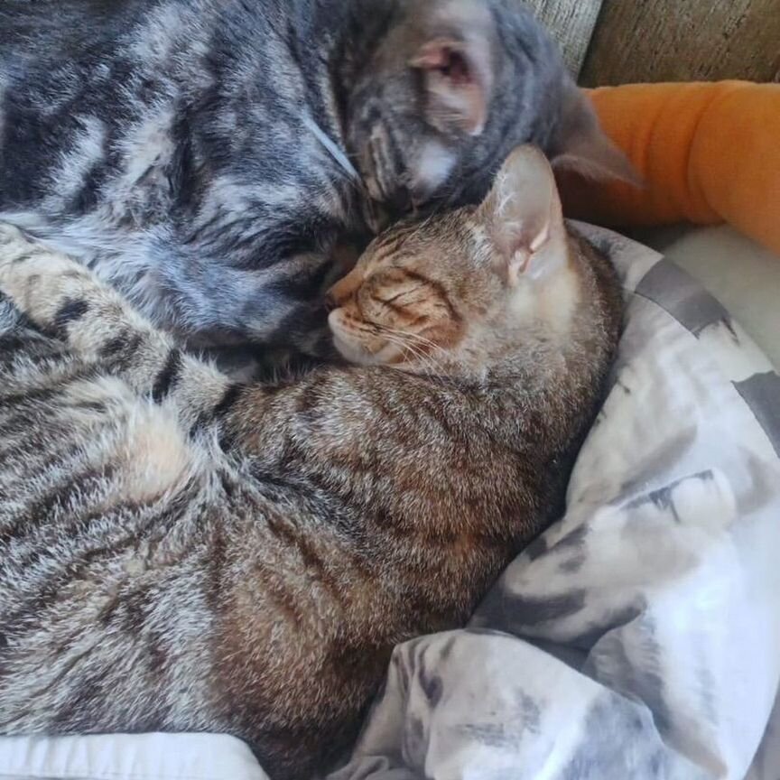 Бенгальские кошки