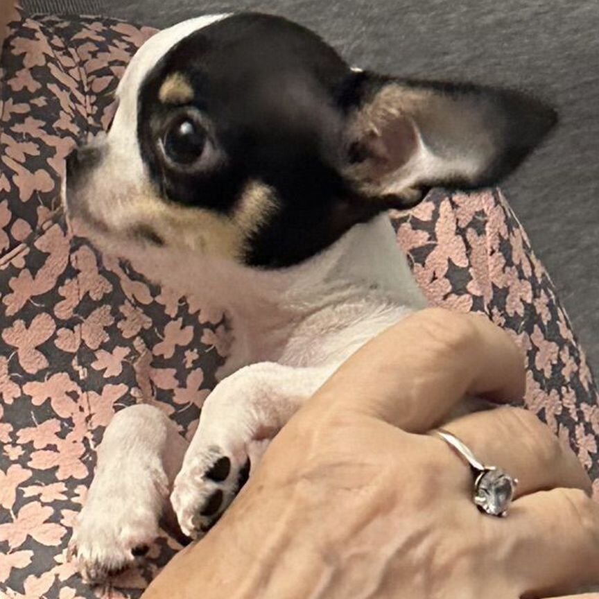 Вязка кобель чихуахуа мини