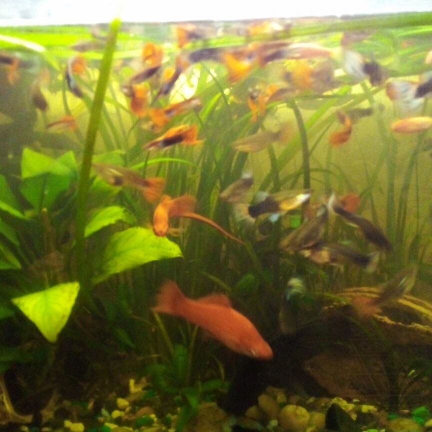 Отдам водные растения