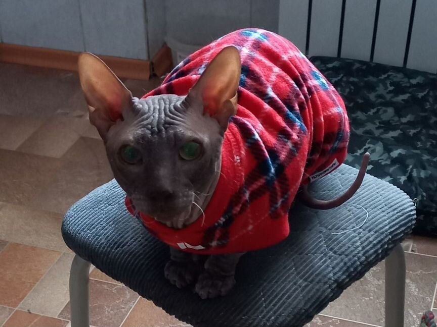 Донской сфинкс