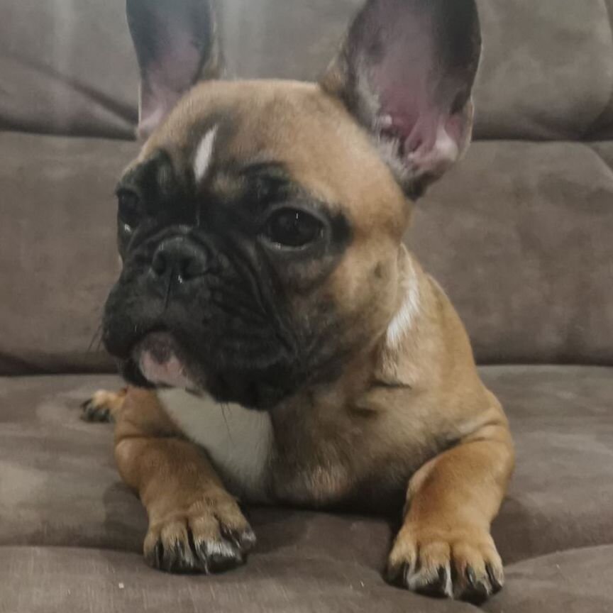 Французский бульдог щенок девочка