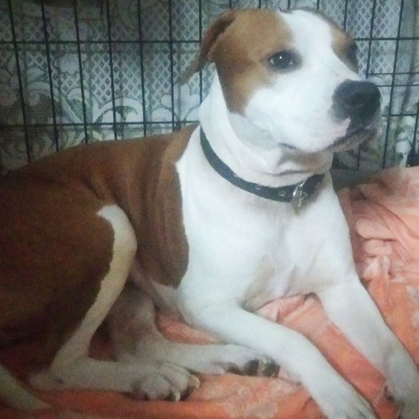 Американский стаффордширский терьер, взрослая собака