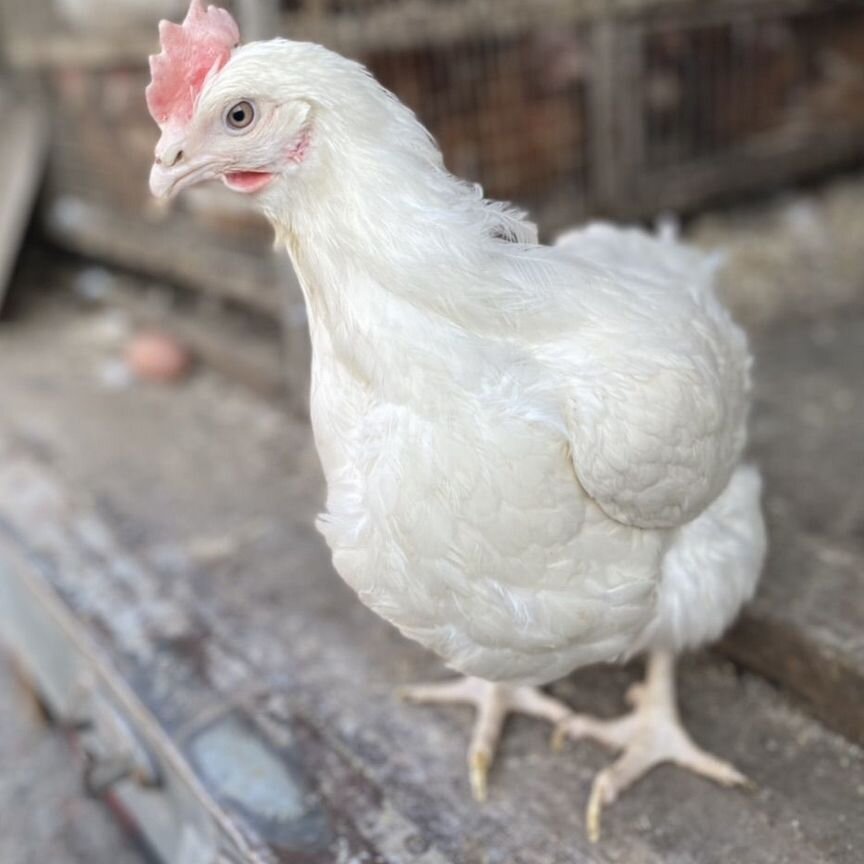 Куры белые-яйцо красное