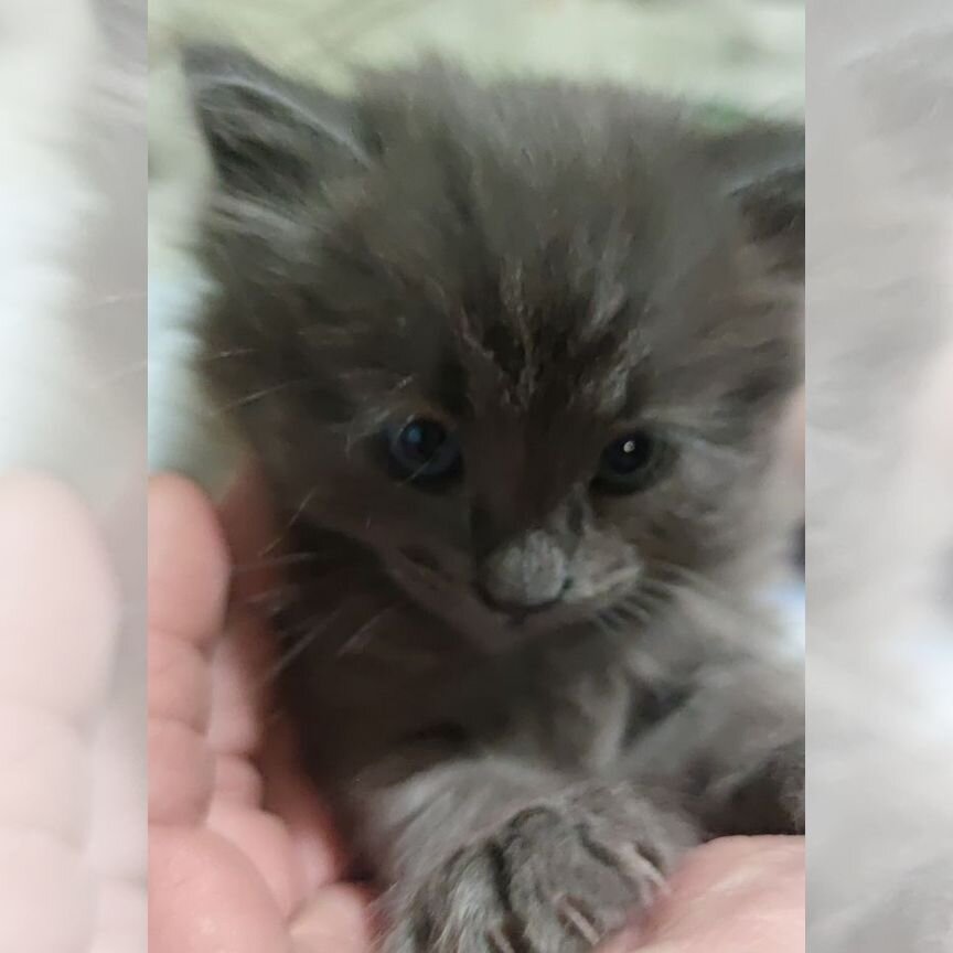 Сибирский котёнок