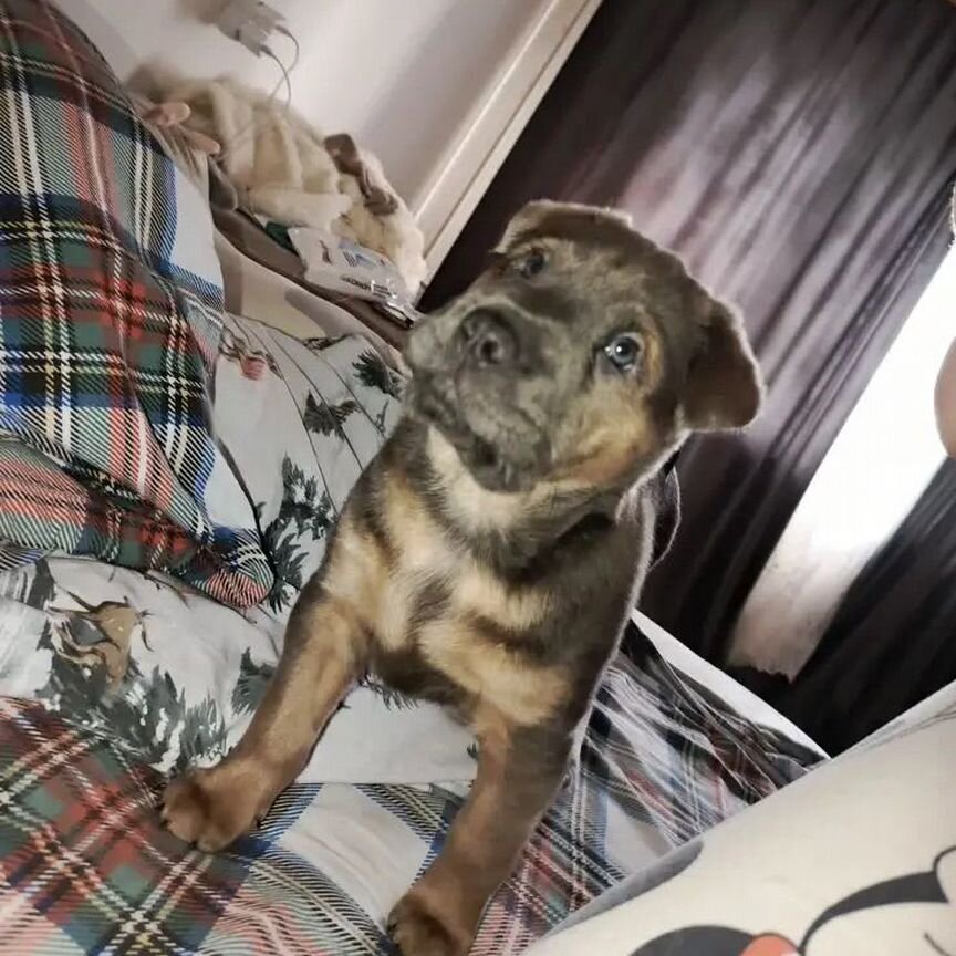 Шарпей, щенок