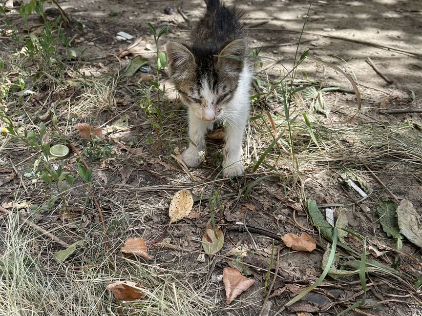 Sos котенку нужен дом