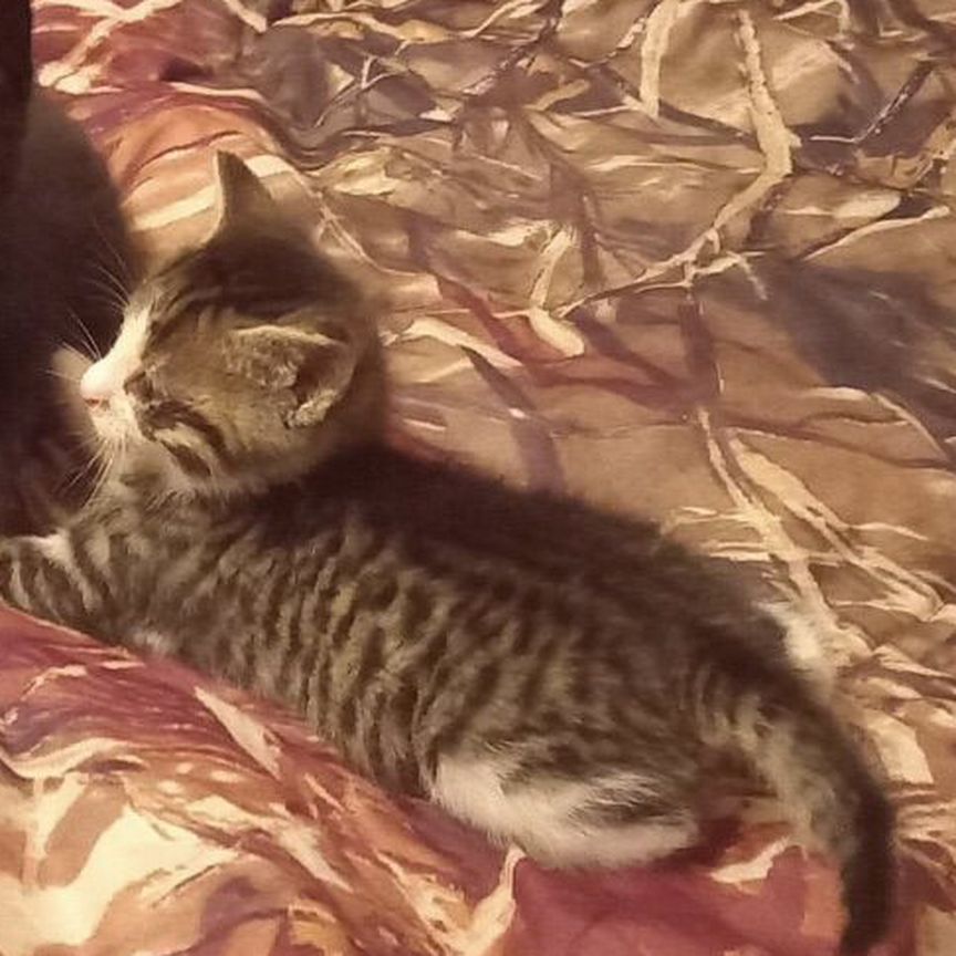 Котёнок в добрые руки