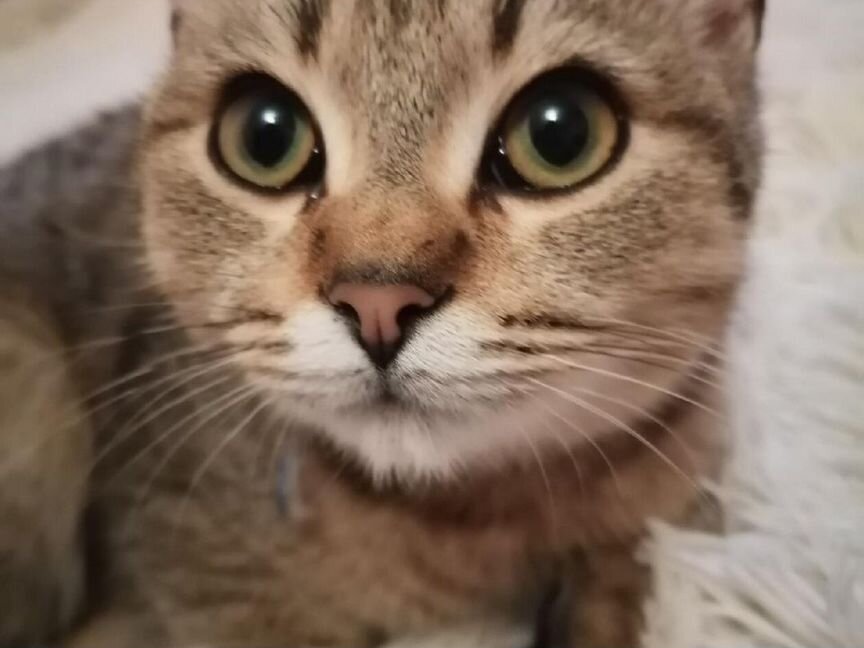 Отдам Кошку в добрые руки, очень ласковая кошка)