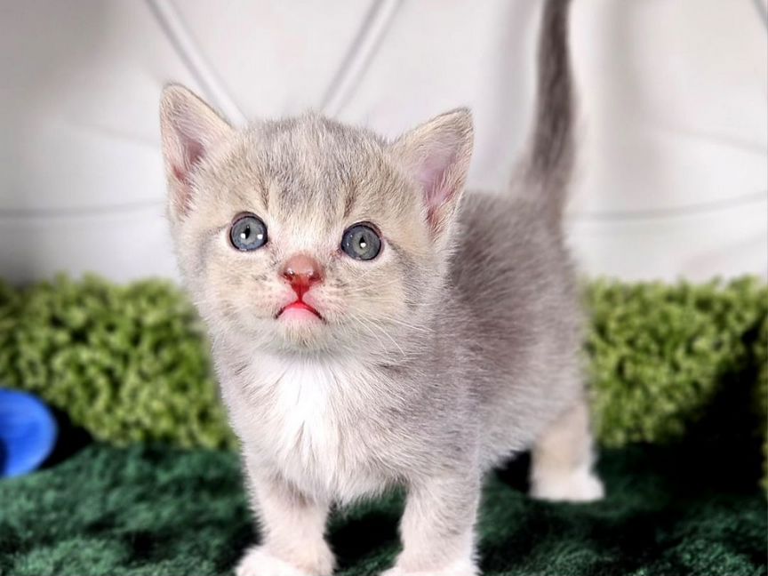 Котята Манчкин мальчики коротколапые