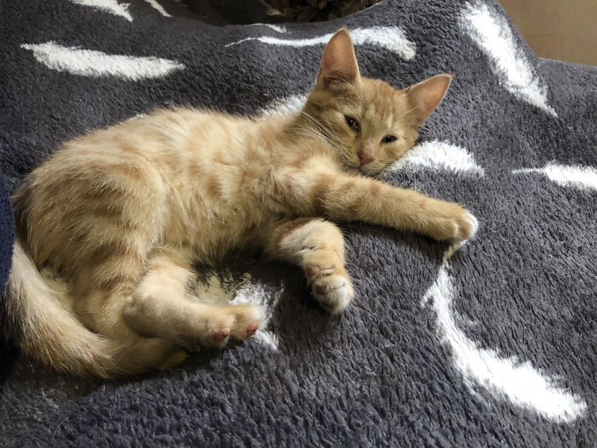 Котята