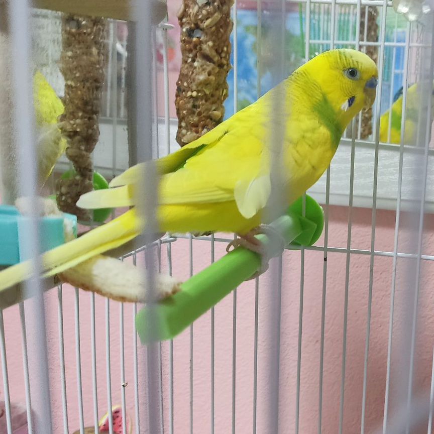 Волнистый попугай с клеткой
