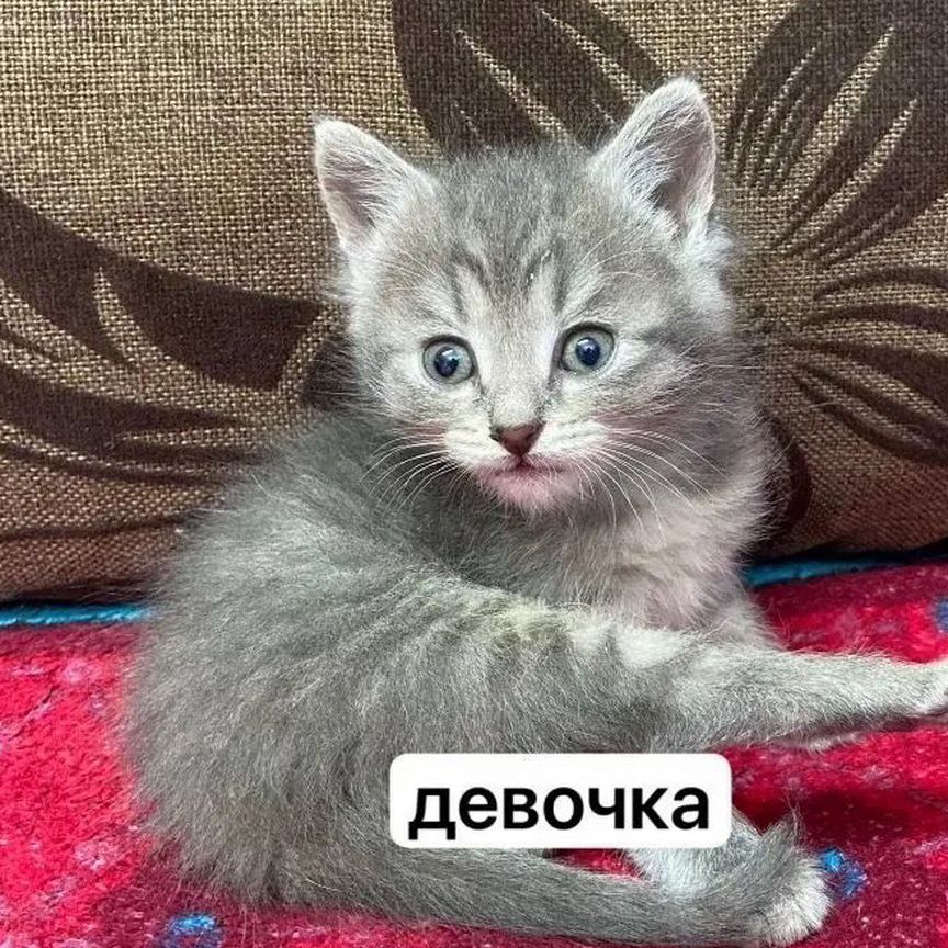 Сибирский котёнок