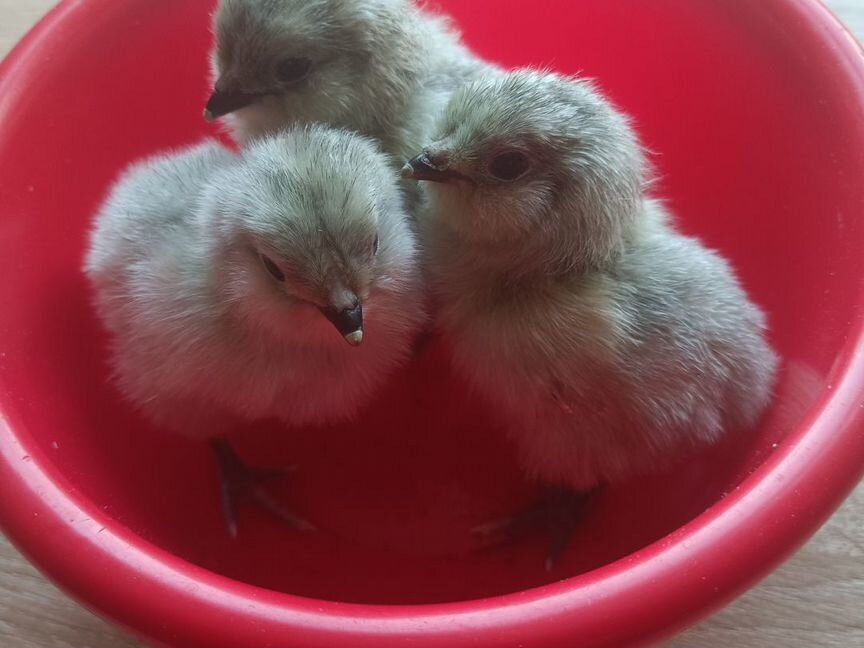 Цыплята породных кур