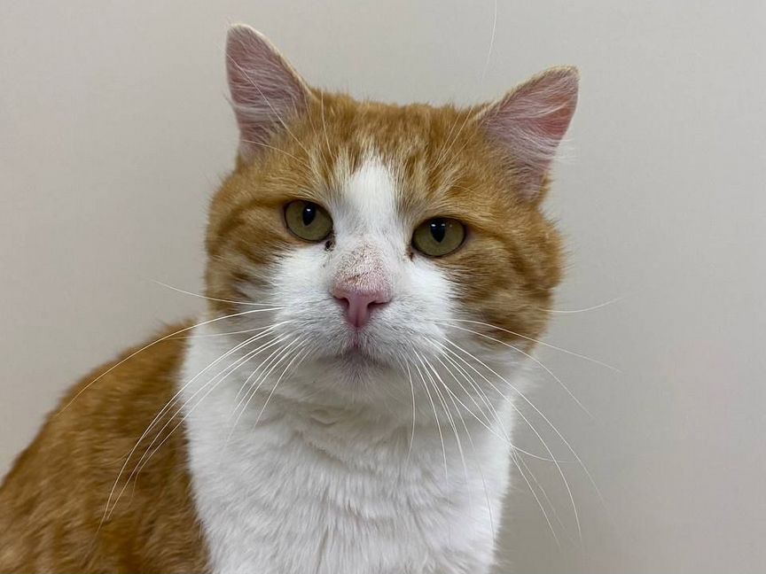 Роскошный Рик ищет семью