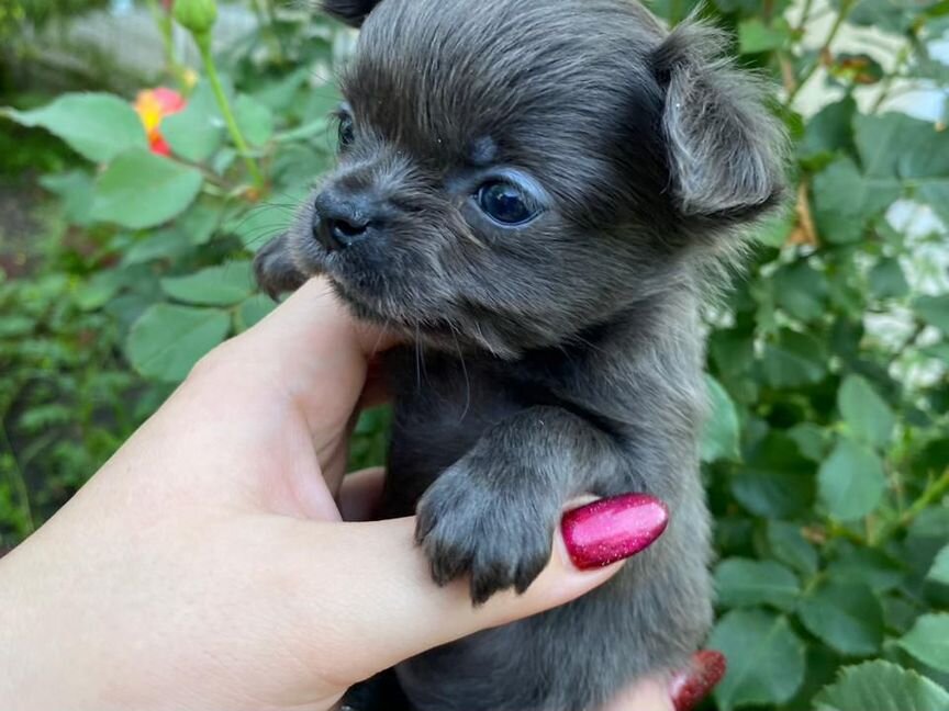 Голубая малышка чихуа