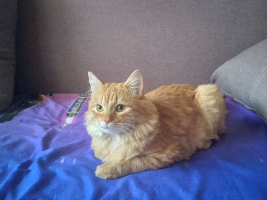 В добрые руки