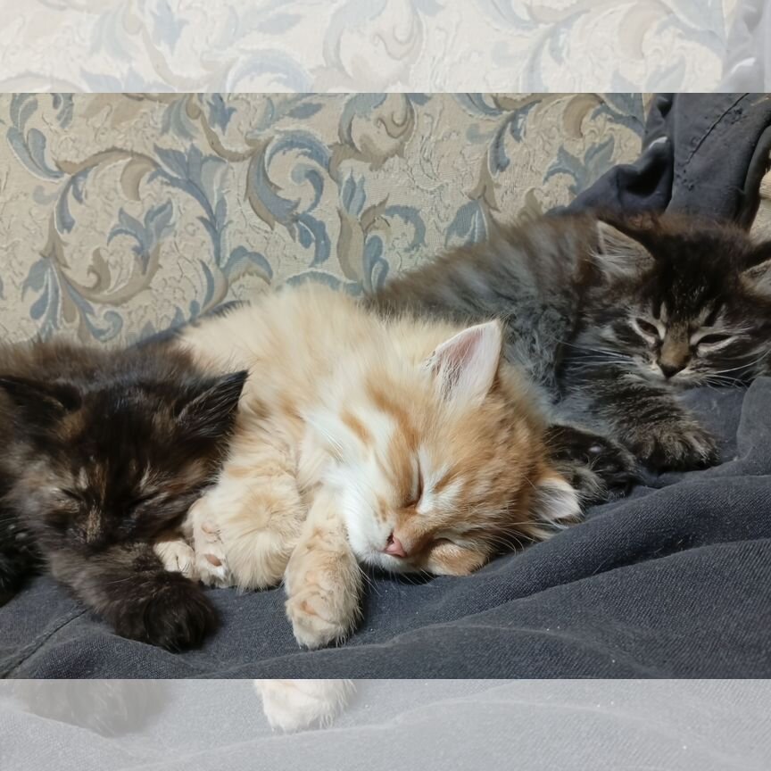 Британский длинношёрстный котёнок