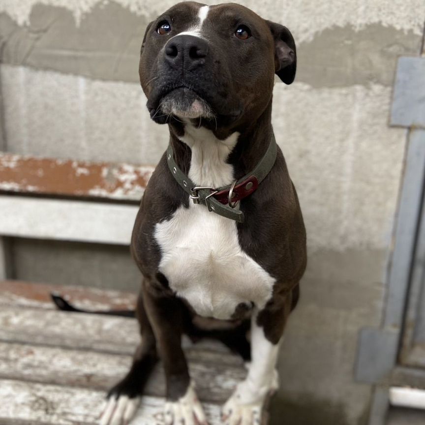 Отдам собаку в добрые руки Стафф