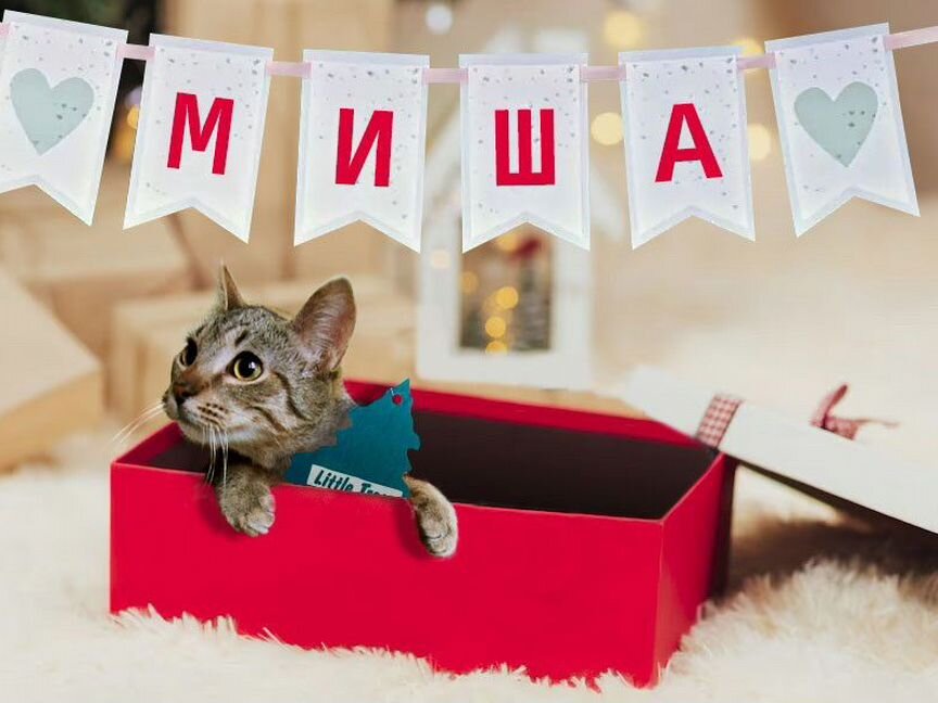Котенок